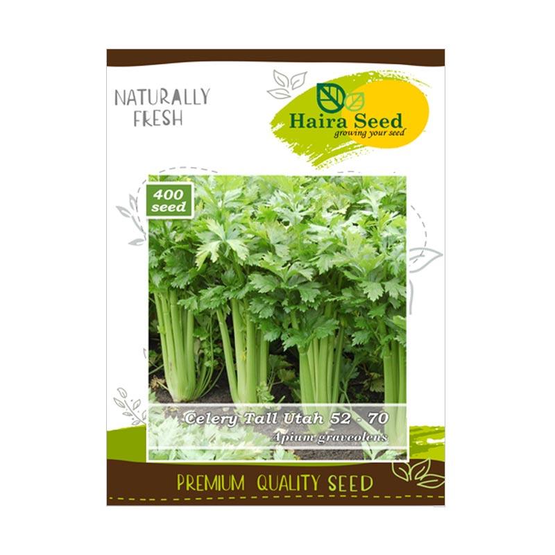 Jual Haira Seed Seledri Batang Besar Tall Utah 52-70 Bibit Tanaman di ...