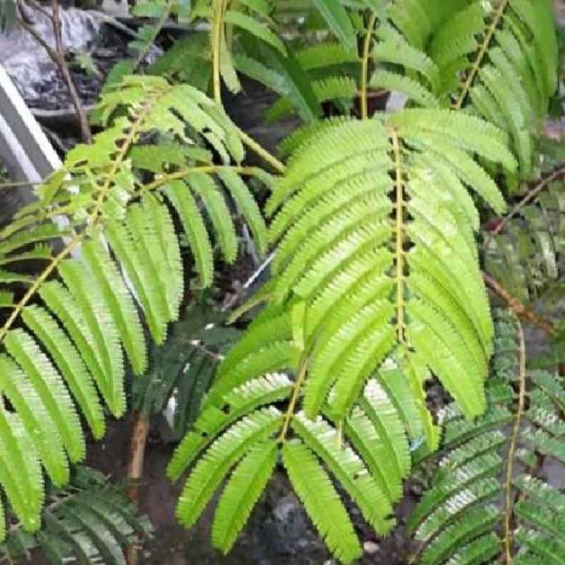 Jual Pohon Pete - Bibit Tanaman Buah Petai Nasi Di Seller Talita Bibit ...