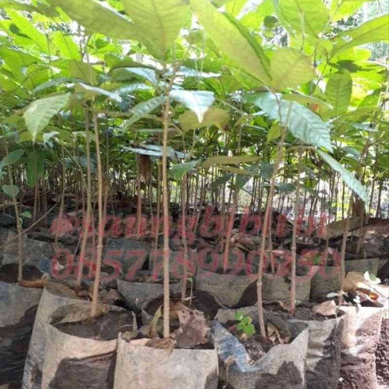 Jual Bibit Pohon buah Matoa atau Rambutan Irian di Seller bibit store8 ...