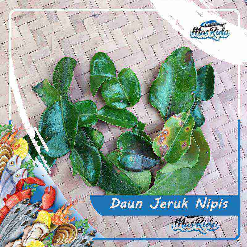 Jual Daun Jeruk / pack@150gr di Seller Sayur Antik - Rajegmulya, Kab ...