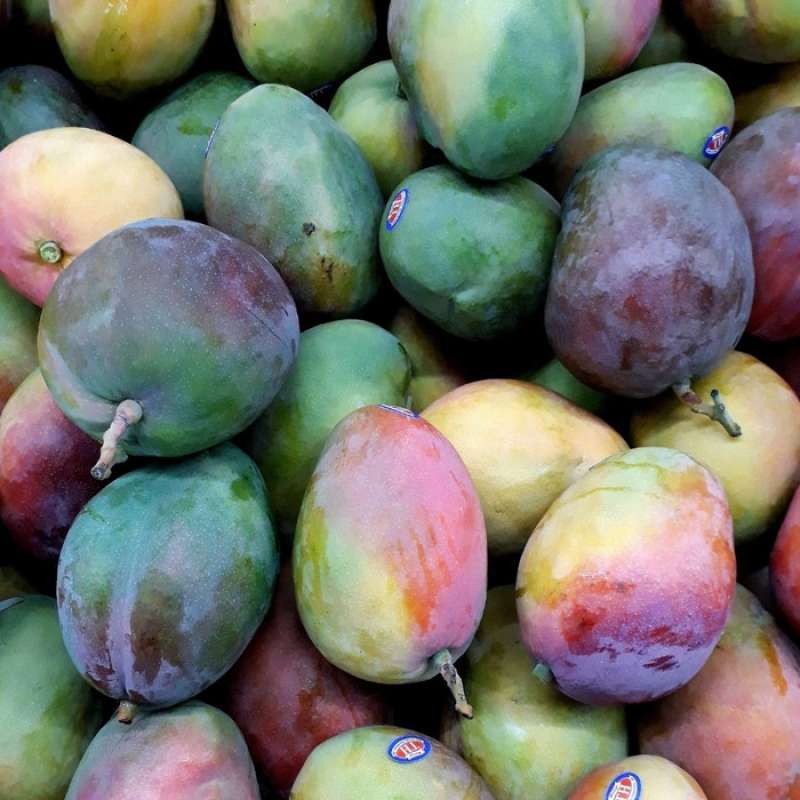 Jual VITAMIN pohon mangga cepat berbuah, PUPUK BOOSTER BUAH MANGGA di ...