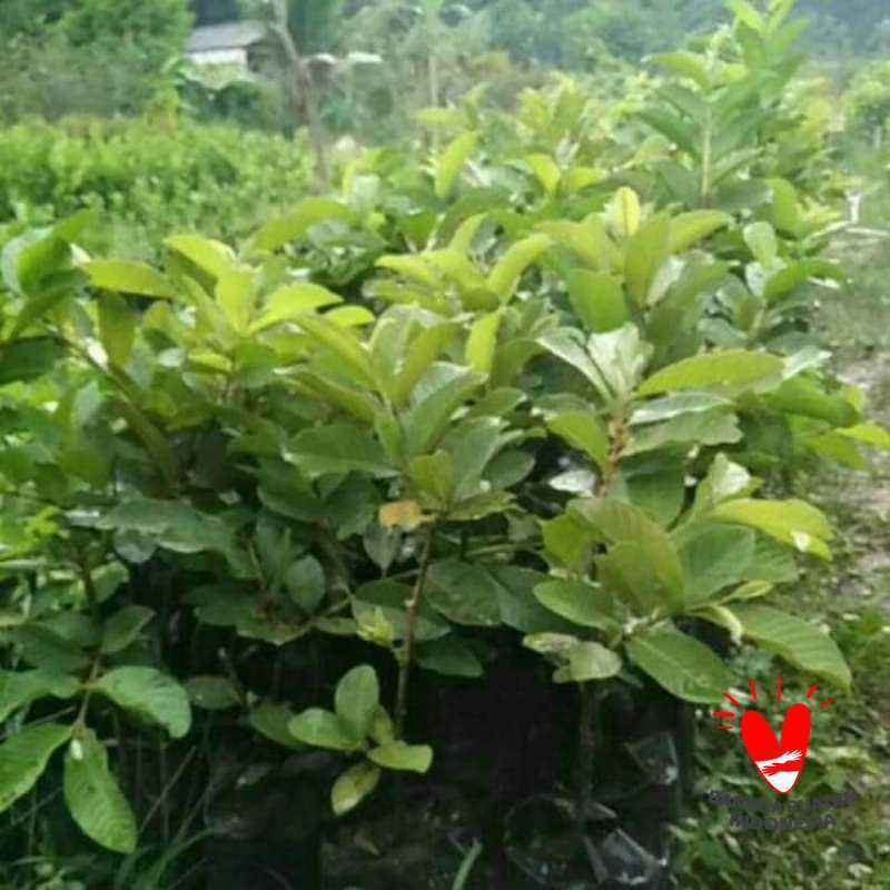 Jual Bibit Pohon Jambu Kristal Putih - Buah Jambu - Tanaman Jambu ...