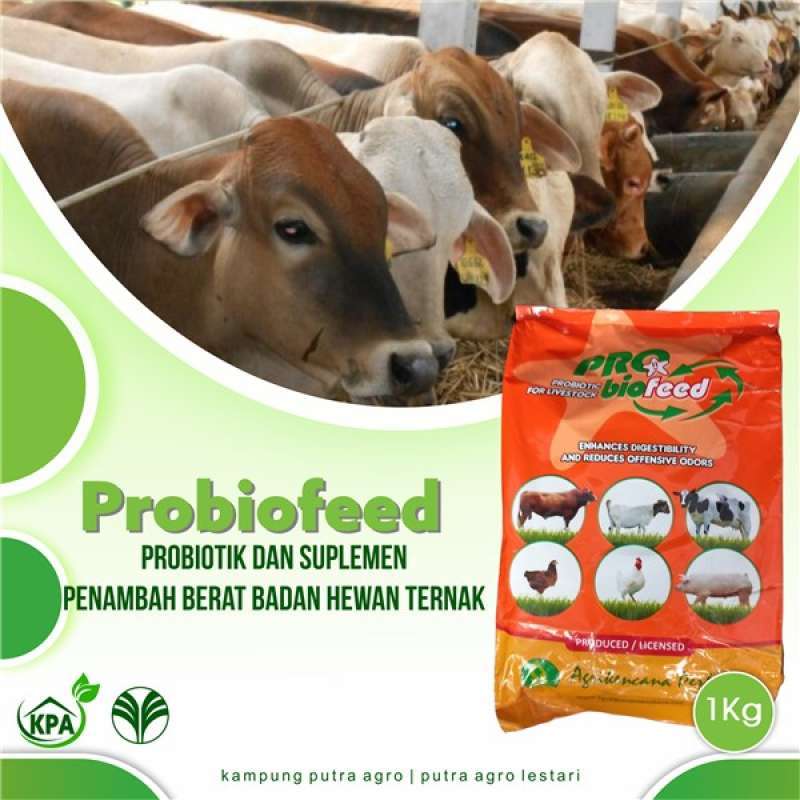 Jual Pakan Ternak Ayam Petelur Termurah - Harga Grosir Terupdate Hari ...