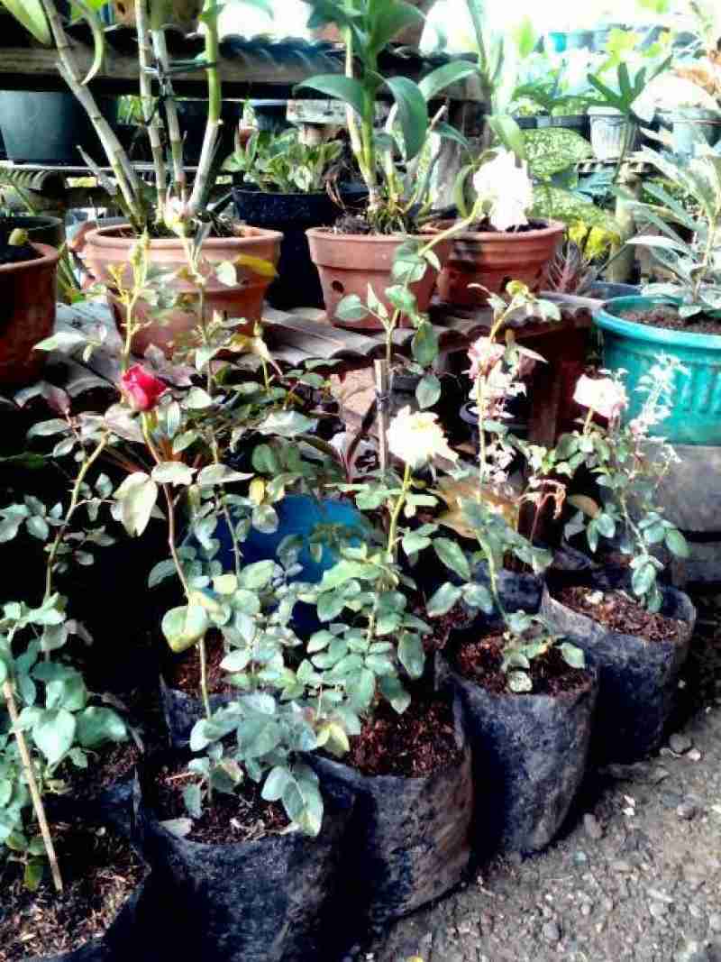 Jual Bibit Bunga Mawar Merah, Kuning, Pink, Putih, Dsb. Di Seller Ratu ...