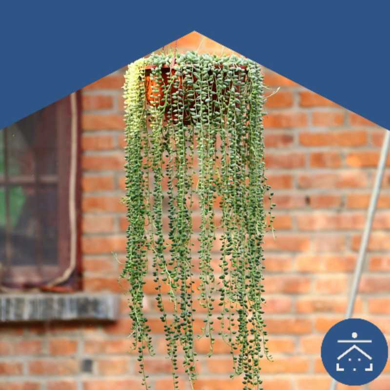 Jual Daun Rambat Plastik Tanaman Hias Indoor Pot Bunga Artificial ...