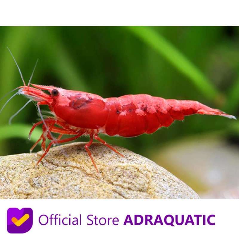 Jual UDANG HIAS RED FIRE CHERRY SHRIMP NEOCARIDINA AIR TAWAR di Seller ...