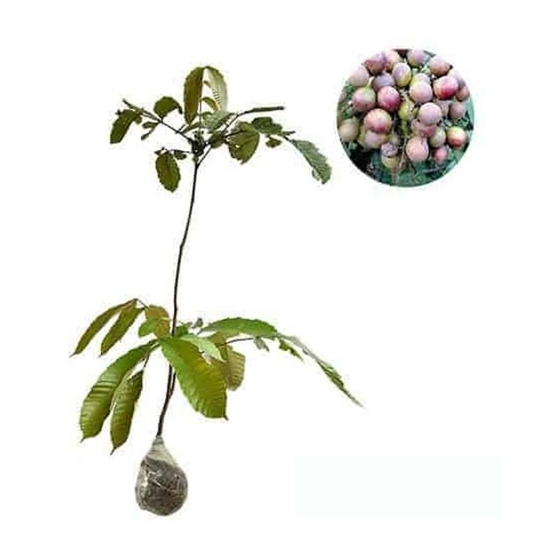 Pohon Matoa