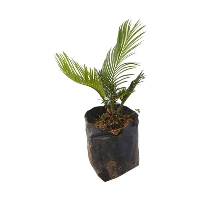 Gambar Bunga Mawar Jambe