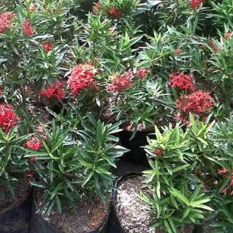 Tanaman Bunga Asoka Harga Terbaru November 2025