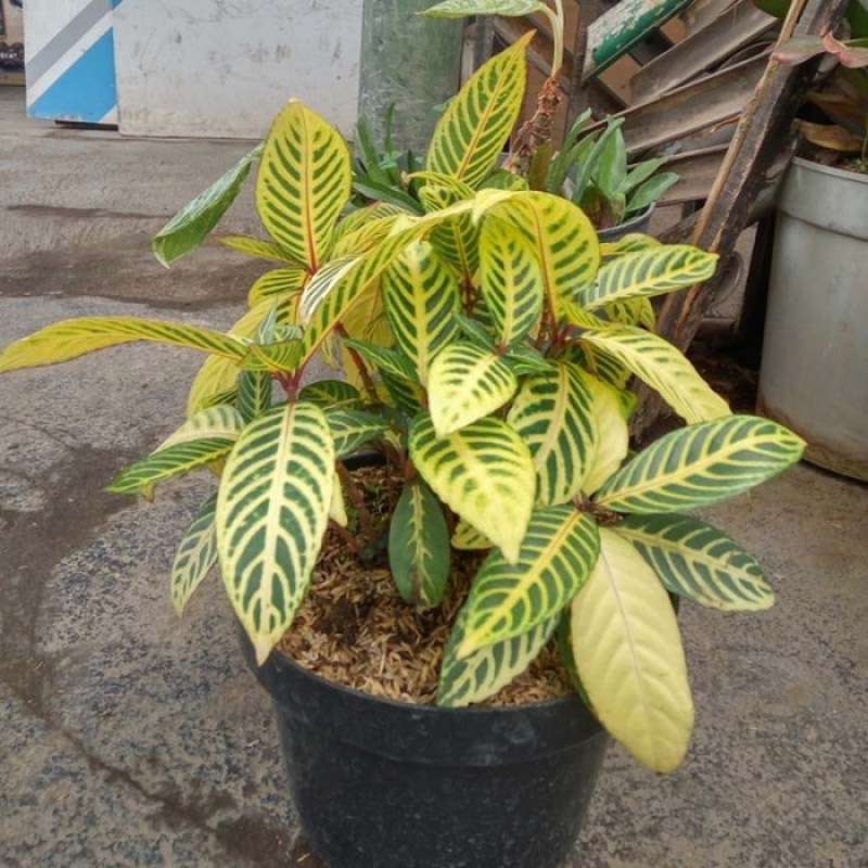 Promo bibit stek Tanaman Hias Aphelandra Garis kuning - Zebra plant ...