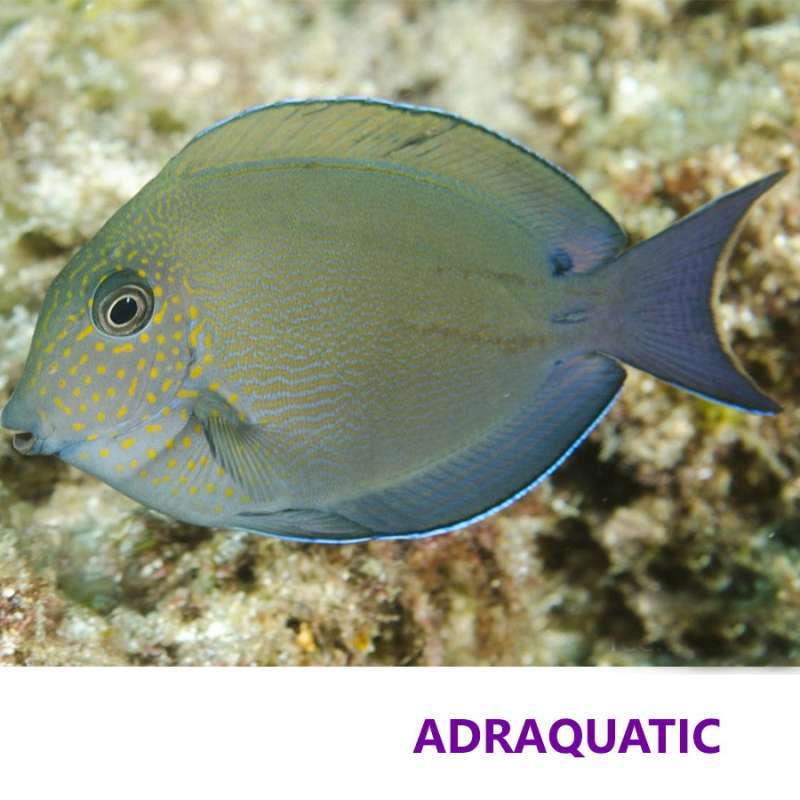 Jual IKAN HIAS AIR LAUT BOTANA MODEL SURGEONFISH ACANTHURUS NIGROFUSCUS ...