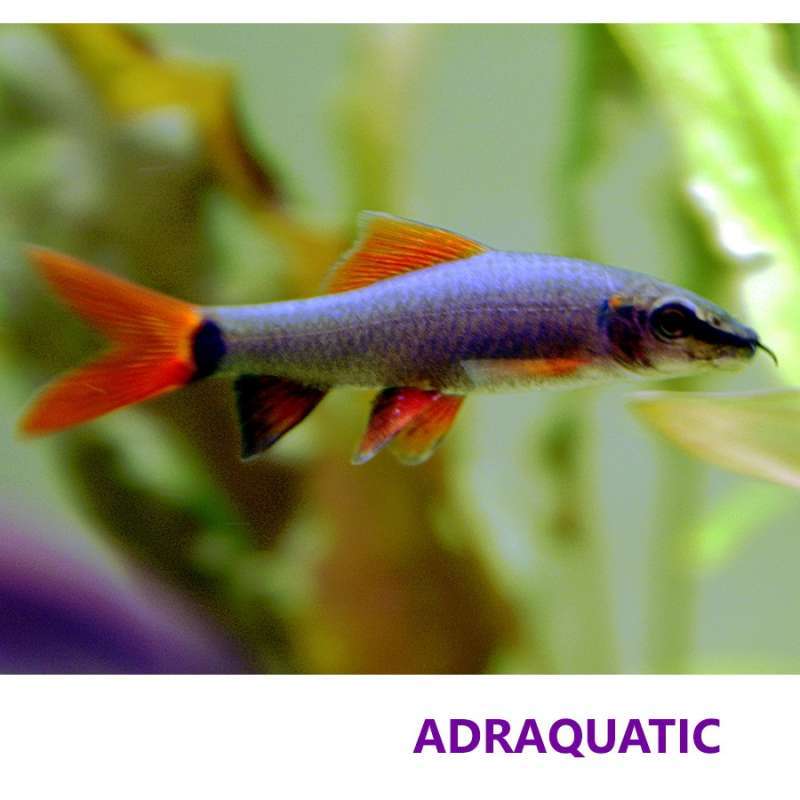 Jual IKAN HIAS REDFIN SHARK RED TAIL RED FIN FINNED RAINBOW AIR TAWAR ...