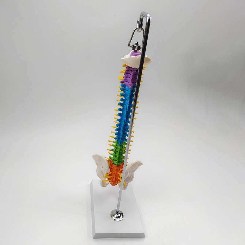 Promo Flexible Spine Model for School Biology Class Anatomical ...