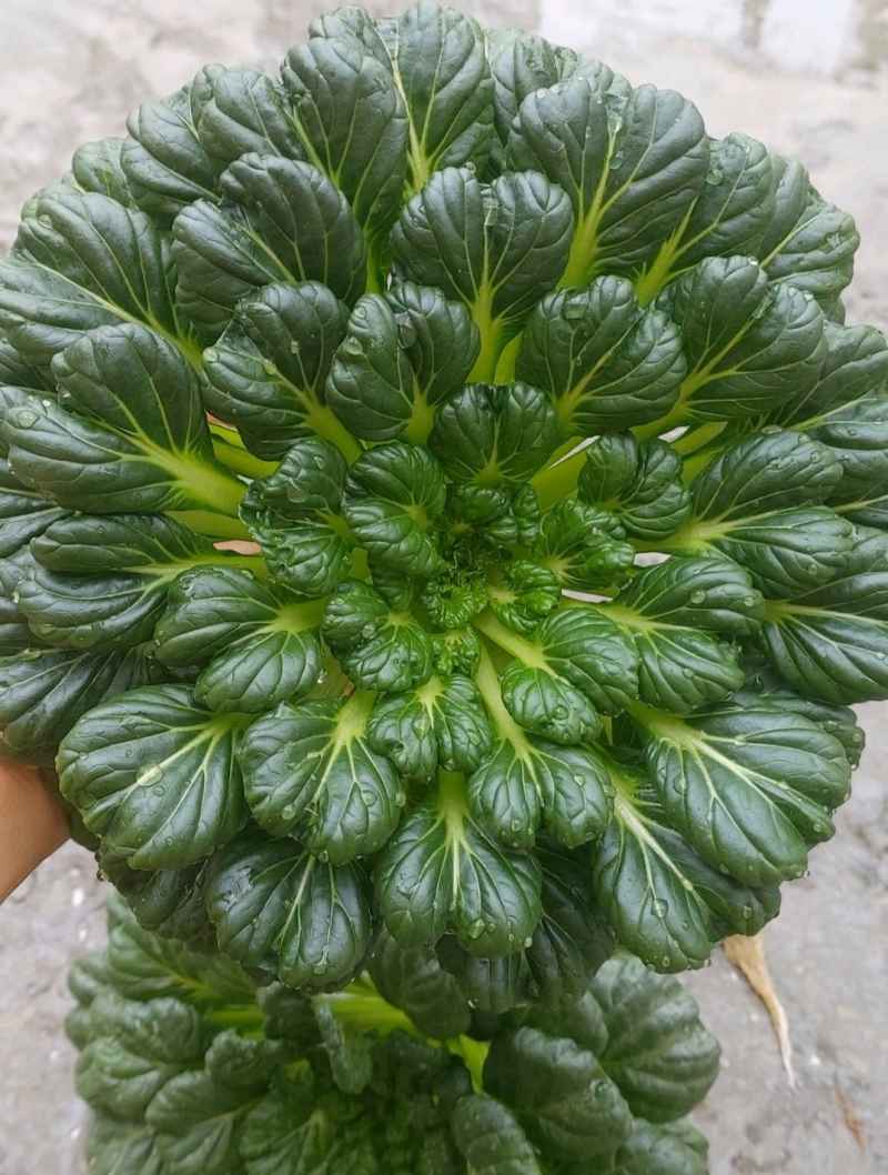 Jual Sayur Hidroponik - Pagoda 250gr Di Seller Sayur Hidroponik ...