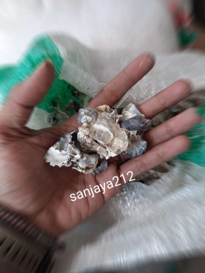 Jual PH Buffer Oyster Shell Media Filter Kolam Koi Kulit Kerang 500 ...