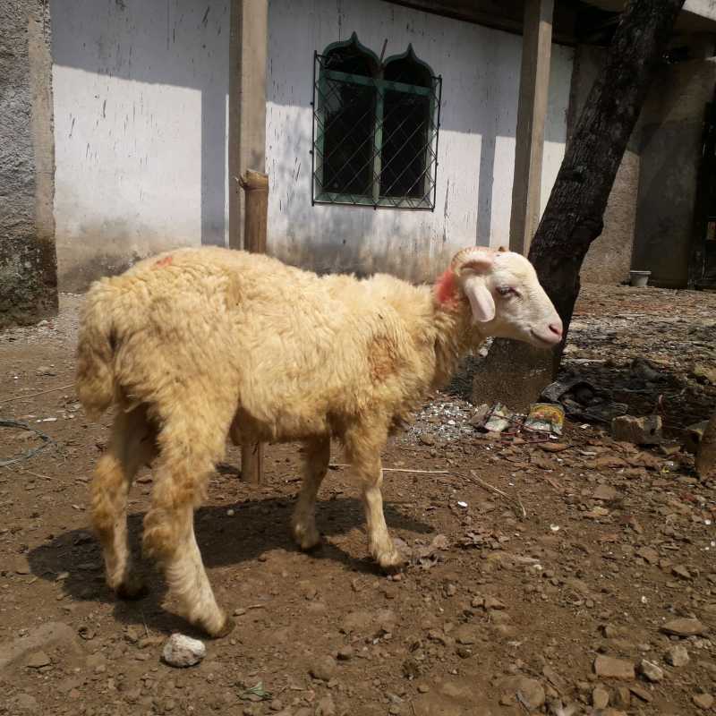 Jual Domba Kambing untuk Qurban Domba Betina Sesuai Syariah di Seller ...
