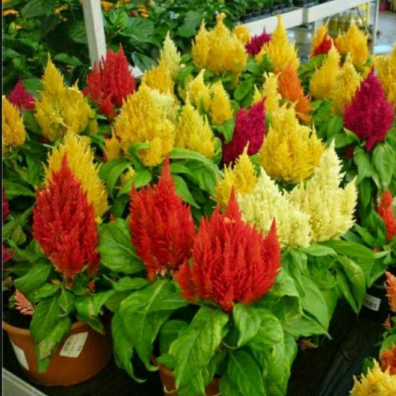 Jual 1000 biji bunga jengger ayam celosia berbagai varian jenis (MIX ...