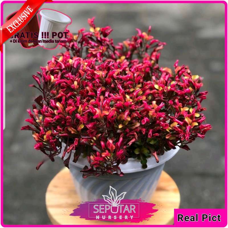 Promo krokot merah - tanaman hias krokot merah di Seller Seputar ...