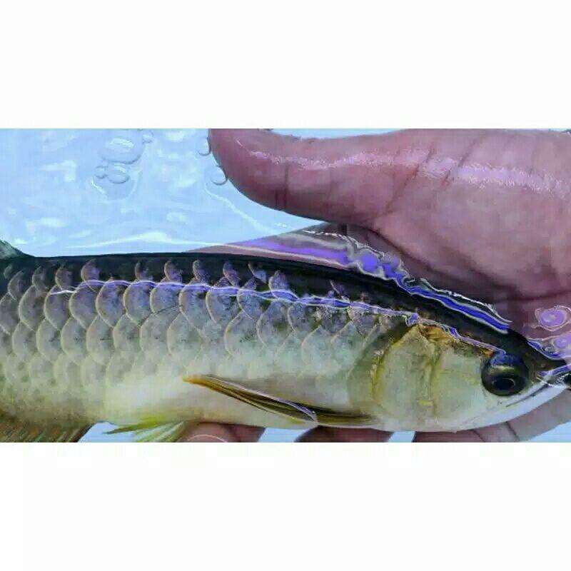 Jual Arwana Golden Blue Base Termurah - Harga Grosir Terupdate Hari Ini ...