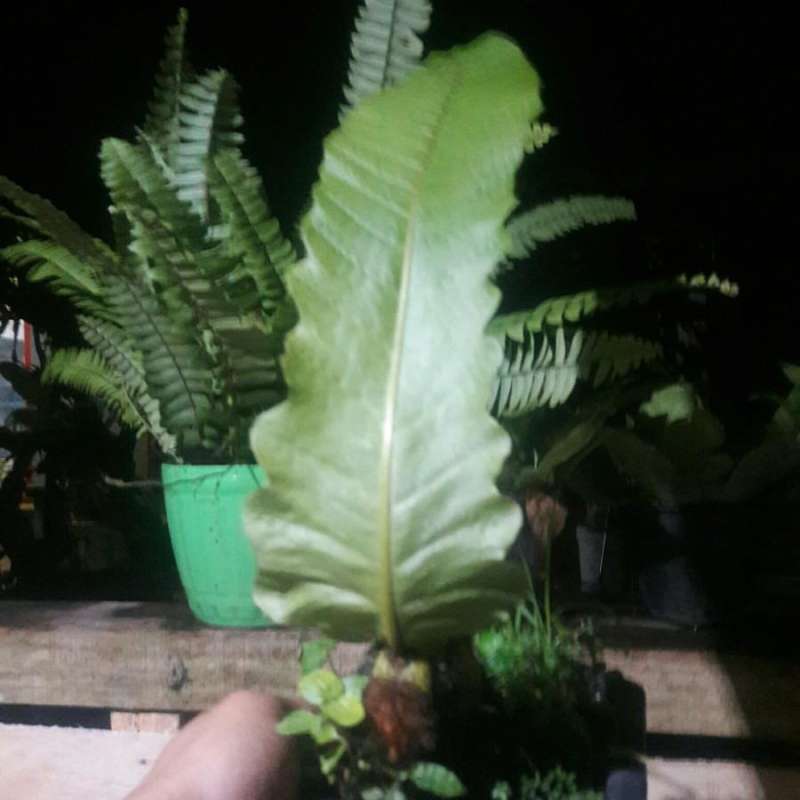 Jual Tanaman Kadaka Tempel Atau Kadaka Pedang di Seller Black Orange ...