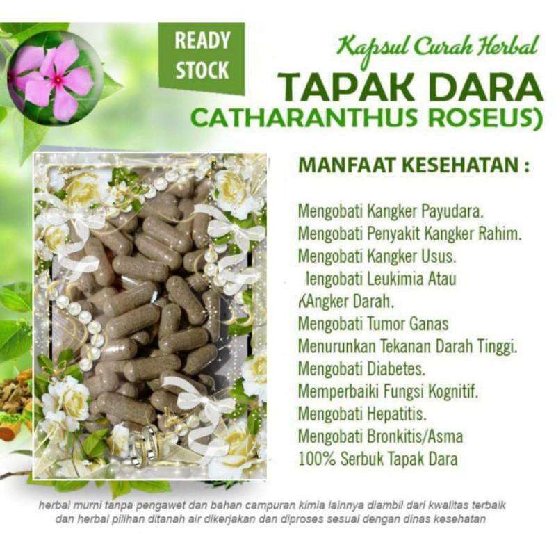 Jual Daun Tapak dara kapsul daun tapak dara 100 kapsul di Seller ...
