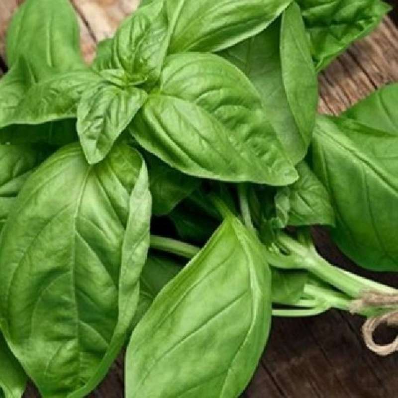 Jual Daun Basil Segar 250gr Halal di Seller Rumbo Sayur - Suka Asih ...