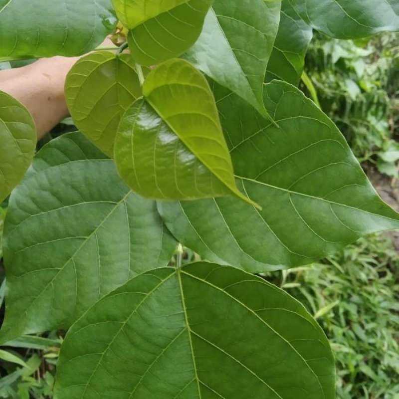Daun Cangkring Lengkap Harga Terbaru Juni 2024 | Blibli