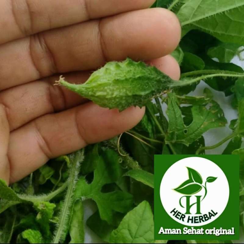 Jual Daun Pare Hutan Segar 500 Gram Di Seller Herherbal165 - Sarinagen ...