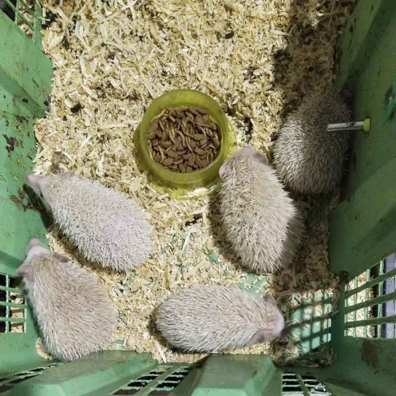 Jual landak mini albino di Seller Enigma - Kapuk, Kota Jakarta Barat ...