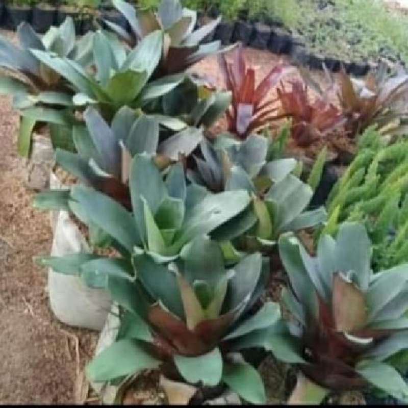 Jual Ready Bromelia Jayeen-Pohon Bromelia Jayen di Seller nayla taman ...