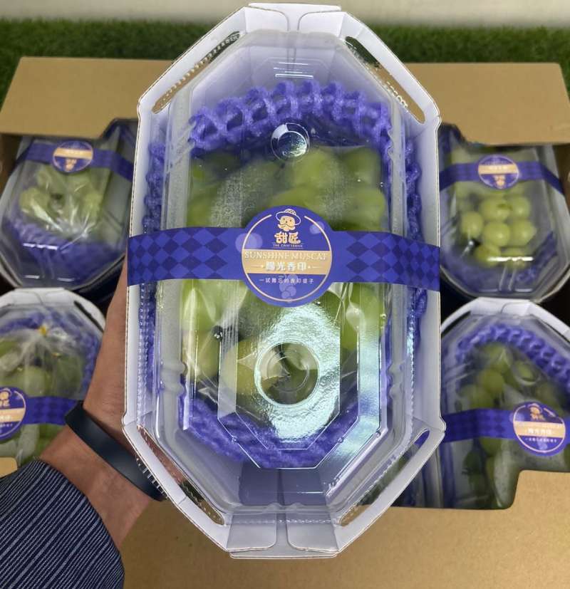 Jual Hasilsumberalam Anggur Shine Muscat Bibit Jepang Green Seedless ...