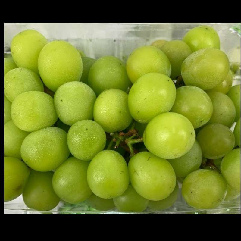 Jual Hasilsumberalam Anggur Shine Muscat Bibit Jepang Green Seedless ...