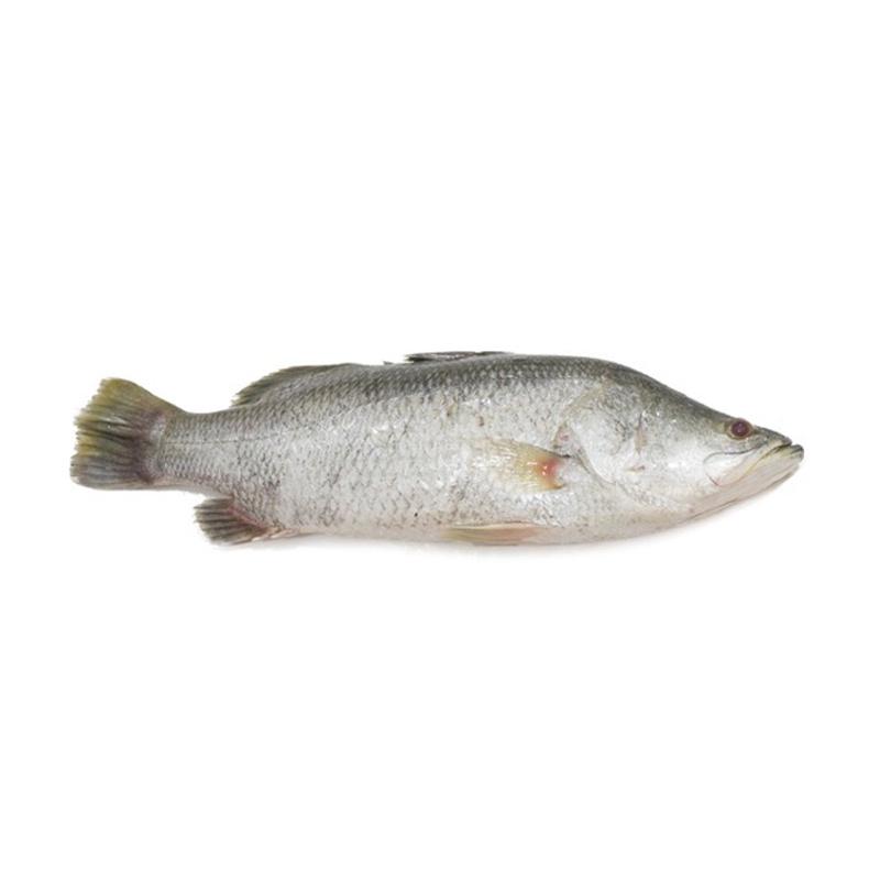 Promo SAMUDERA 33 S33 Ikan Kakap Putih Besar Fresh [1 Kg] Halal Diskon ...