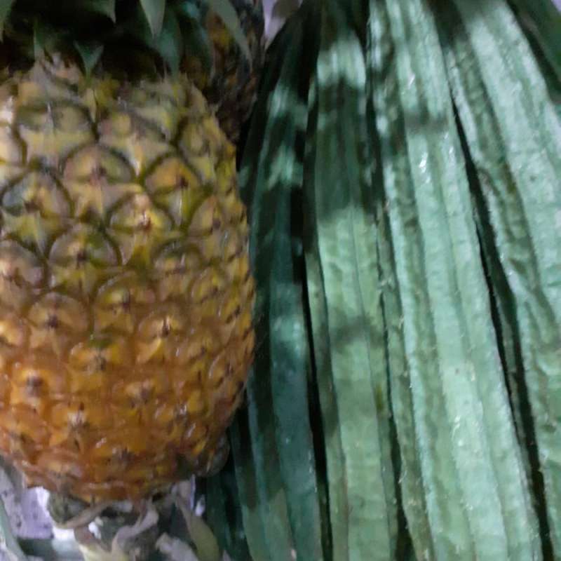 Jual 1 buah Nenas + 1 kg Gambas Halal di Seller Inang Sayur - Sei ...