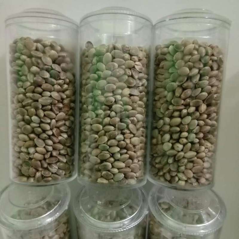 Promo Biji Fumayin / Hempseed Dari Belgia Diskon 19% Di Seller ...