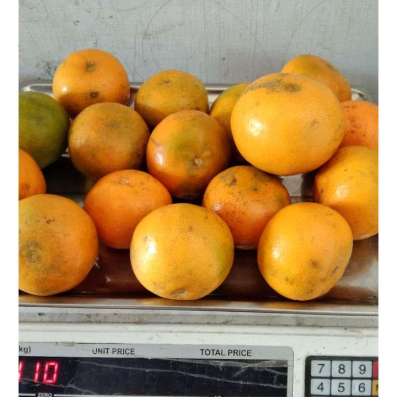 Jual jeruk manis Brastagi berat 1 kg pengiriman dari Medan. isi 6-8 ...