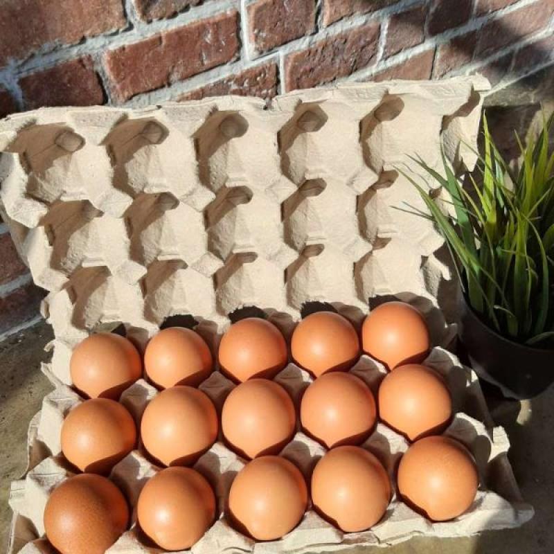 Jual Rumah Telur Telur Ayam Negeri Omega [15 Butir] Halal di Seller ...
