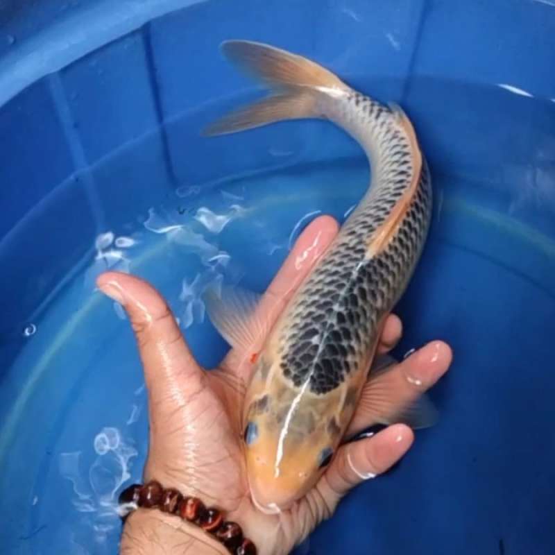 Jual Ikan Koi Blitar Jenis Asagi / Rumah Koi Jakarta / Kode 0011 di ...