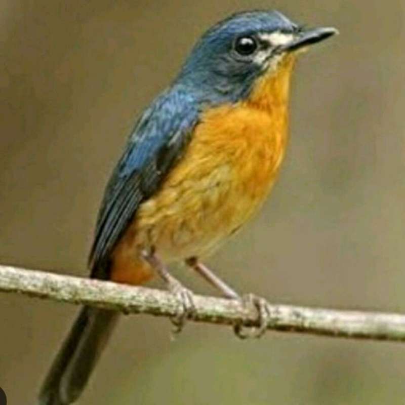 Promo Burung Tledekan Gunung Sumatra Diskon 1% Di Seller Kicau ...