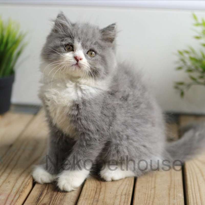 Kucing Persia Flat Nose