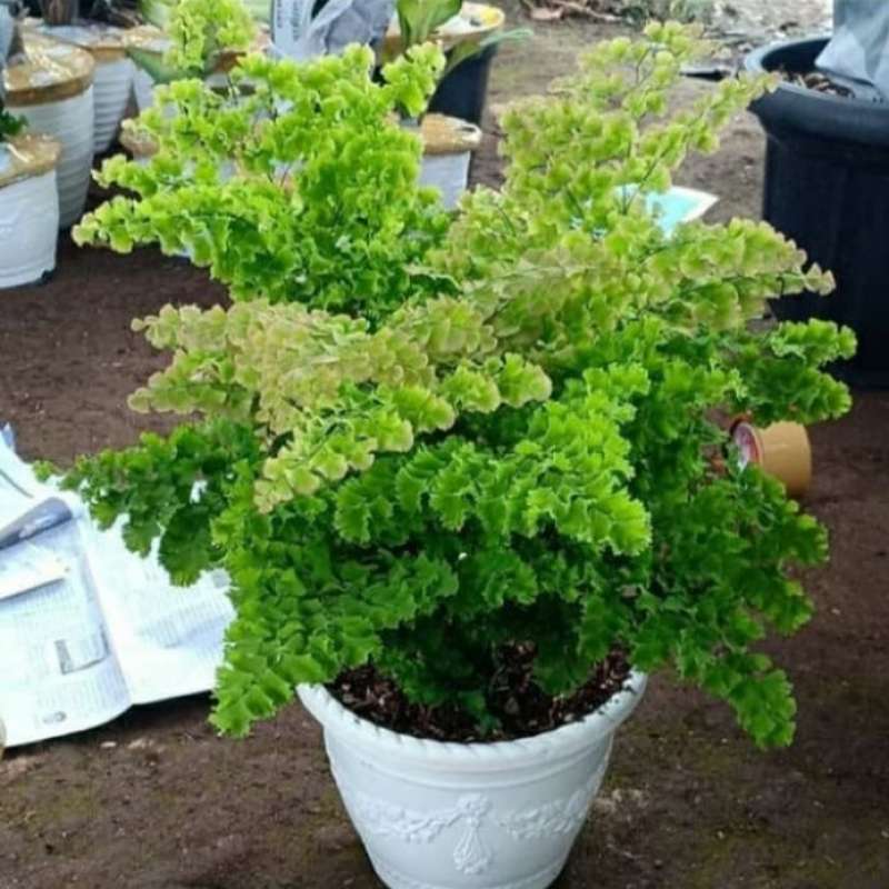 jenis jenis bunga suplir - Trevor Campbell