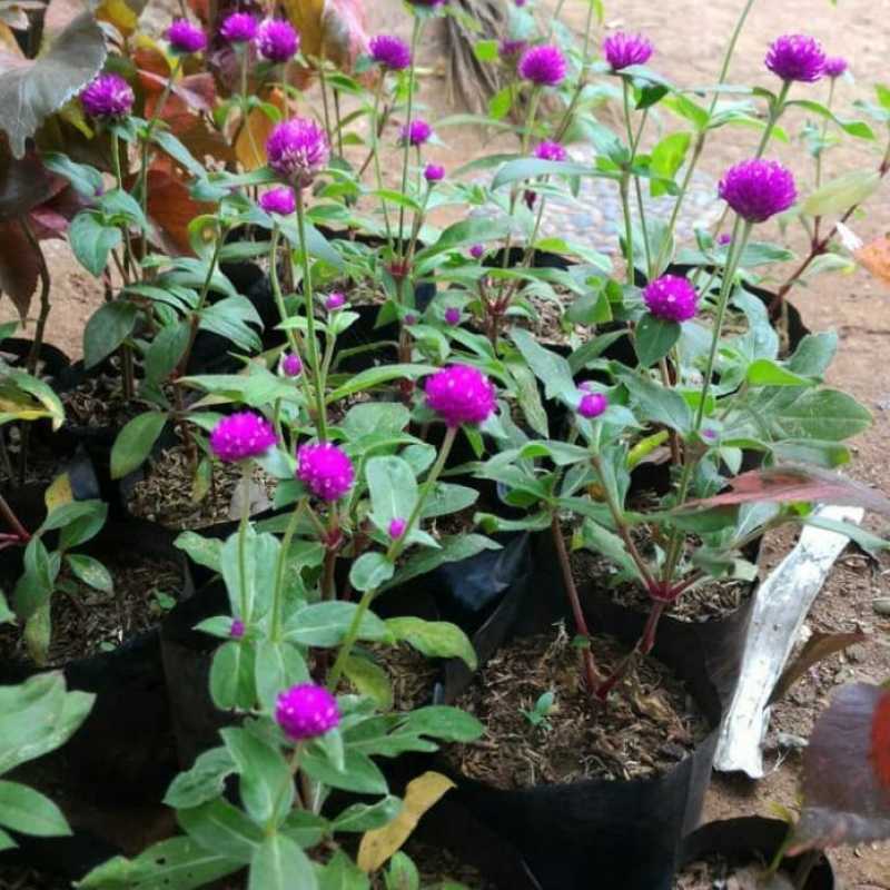 Promo Jual Bunga kenop atau knop bunga kancing Gomphrena globosa ...