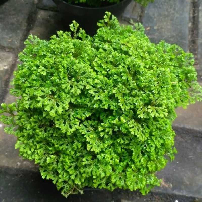 Jual Tanaman Lumut Ambon - Tanaman Gantung Moss Ambon - Ande Ande Lumut ...