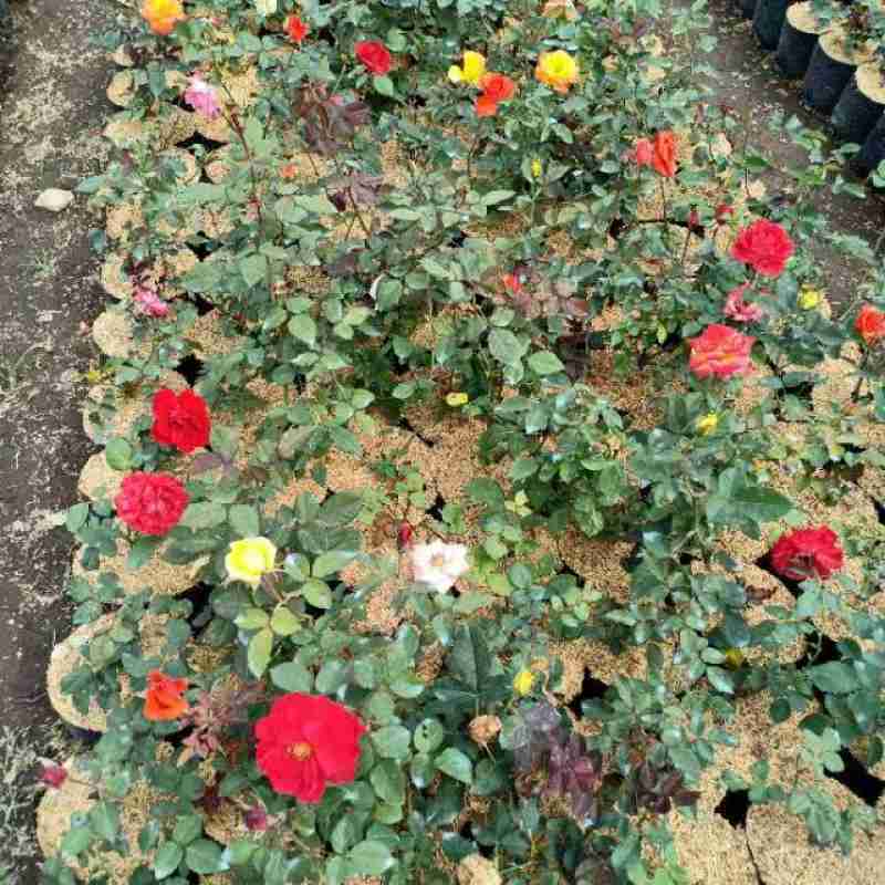 Tanaman Bunga Mawar - Harga Terbaru Juni 2024 | Blibli