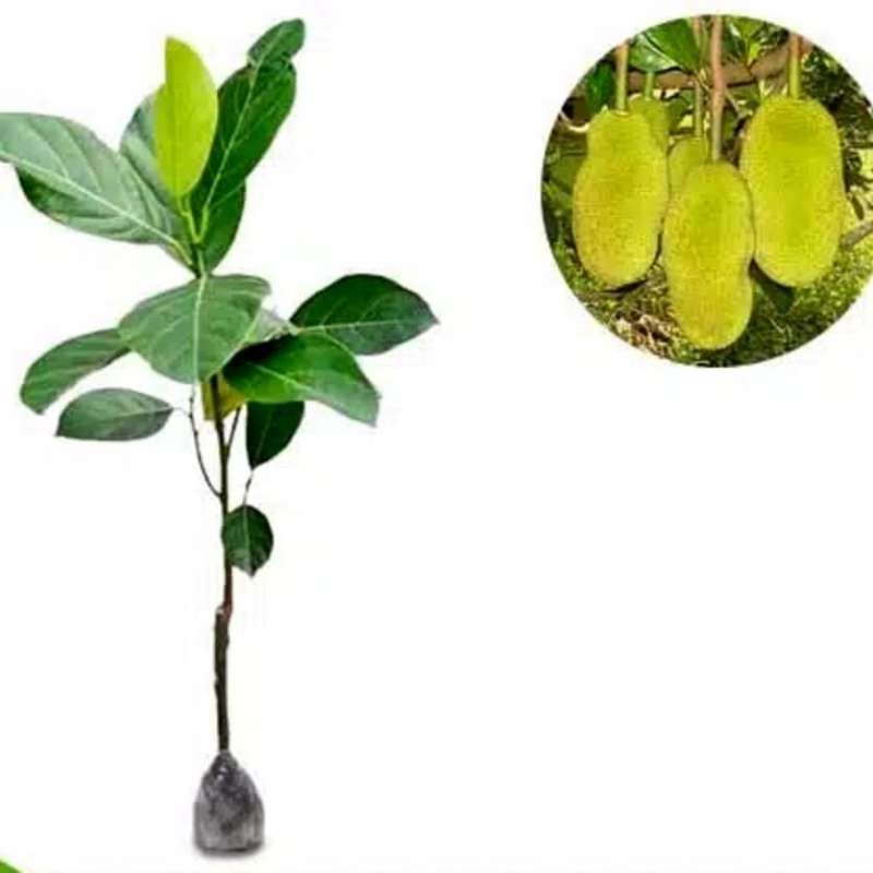 Jual Bibit Tanaman Buah Nangka Madu Di Seller Griya Bibit Tanaman