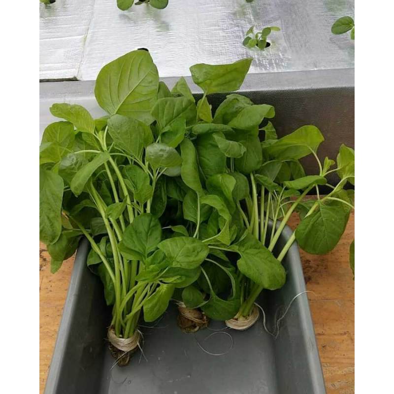 Jual Bayam Hijau Hidroponik di Seller happysayur - Pegadungan, Kota ...