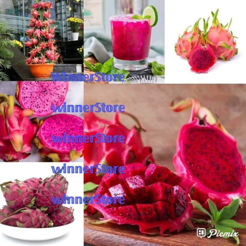 Jual 30 benih red night blooming cereus hylocereus thang loy dragon fruit pitaya buah naga merah ...