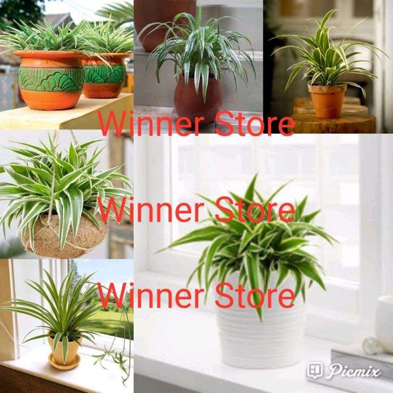 Jual 5 tangkai tanaman hidup hias lili lily paris putih hijau bergaris ...