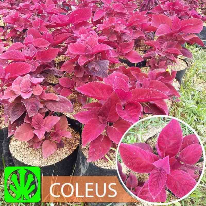 Promo Tanaman Red Coleus Diskon 57% Di Seller Tokobibitid - Sidomulyo ...