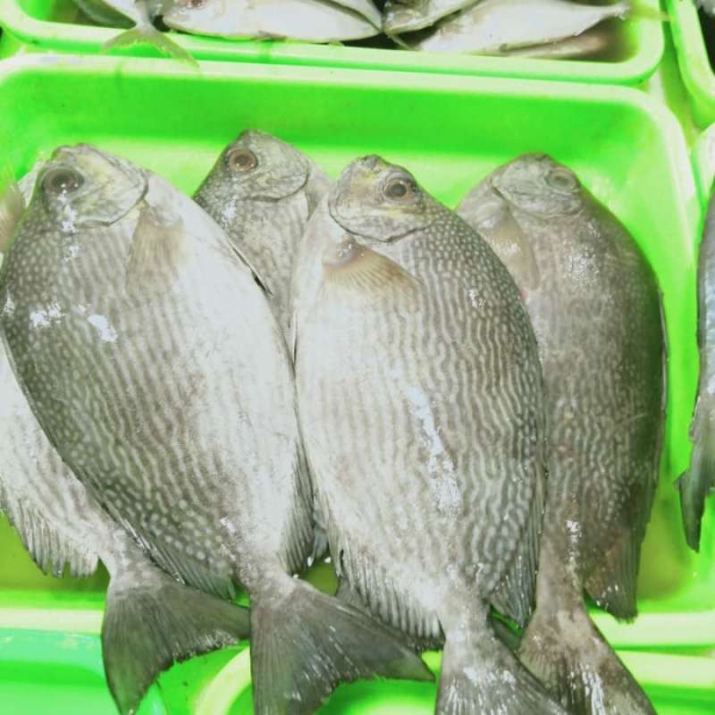 Jual Ikan baronang 1/2kg (500g) di Seller VANANA - Kramat Jati, Kota ...